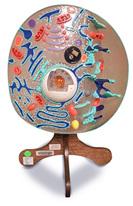 Animal Cell | College of DuPage Library