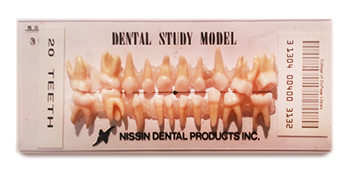 Primary Individual Teeth | College of DuPage Library