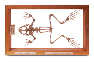 Bullfrog Skeleton | College of DuPage Library