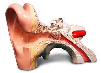 Giant Ear | College of DuPage Library
