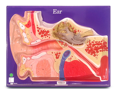 Ear (Hubbard) | College of DuPage Library