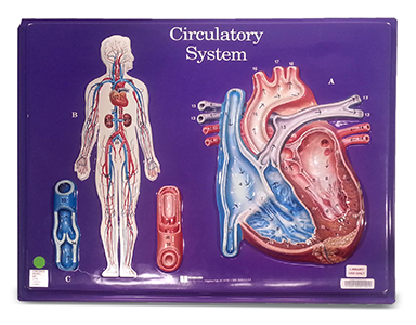 Circulatory System Model Labeled