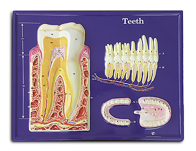 Teeth (Hubbard) | College of DuPage Library
