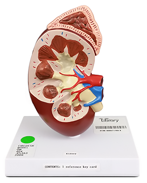 Kidney | College of DuPage Library
