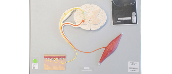 Reflex Arc | College of DuPage Library